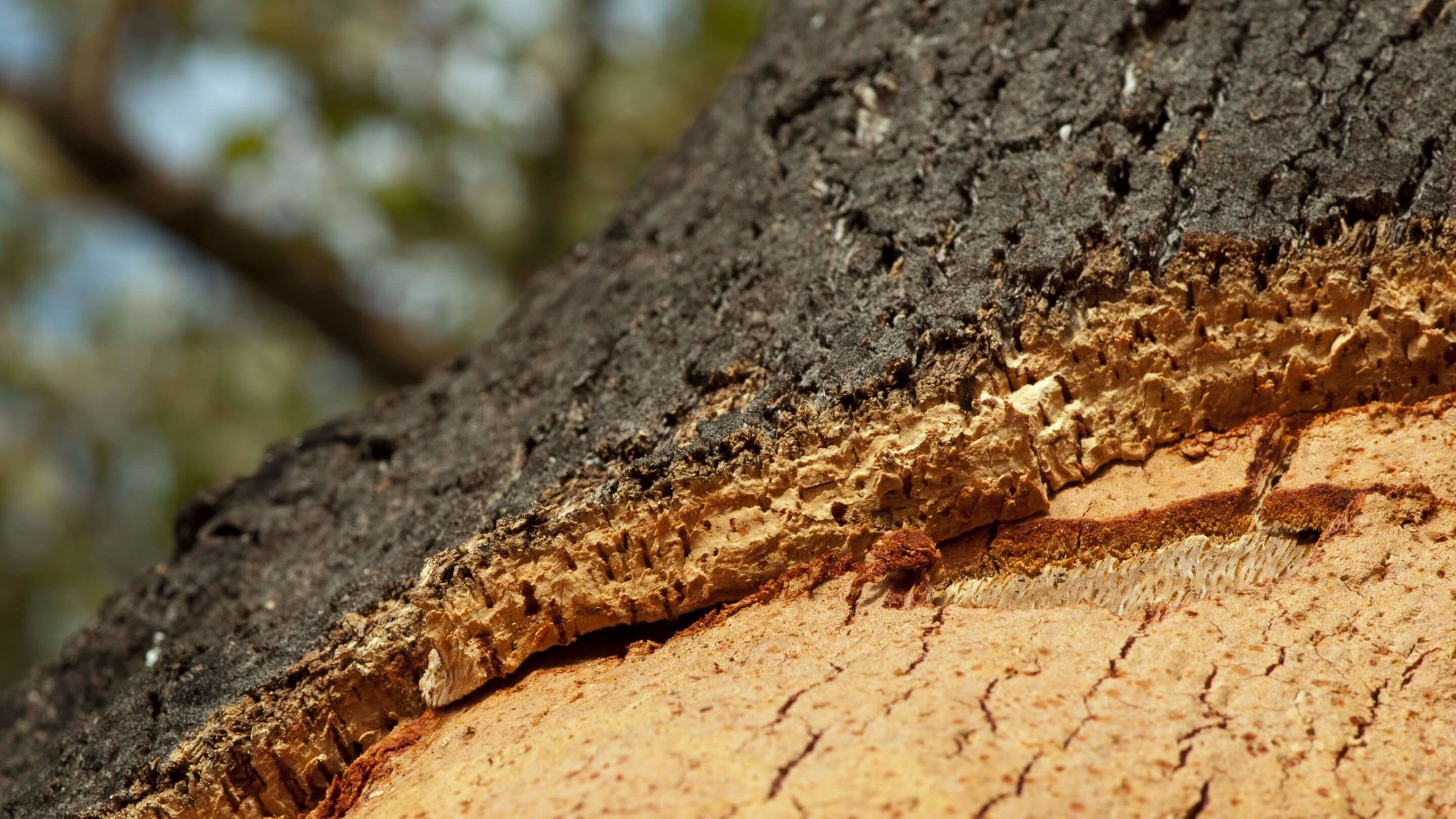 Exportações de cortiça atingem recorde em 2023